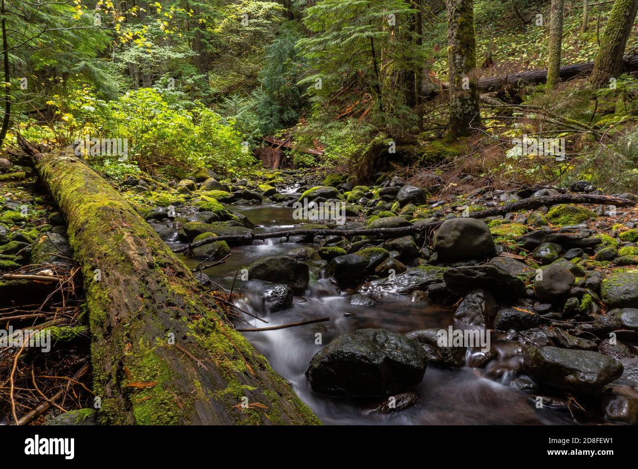 a fallen tree next to a stream Stock Photo - Alamy