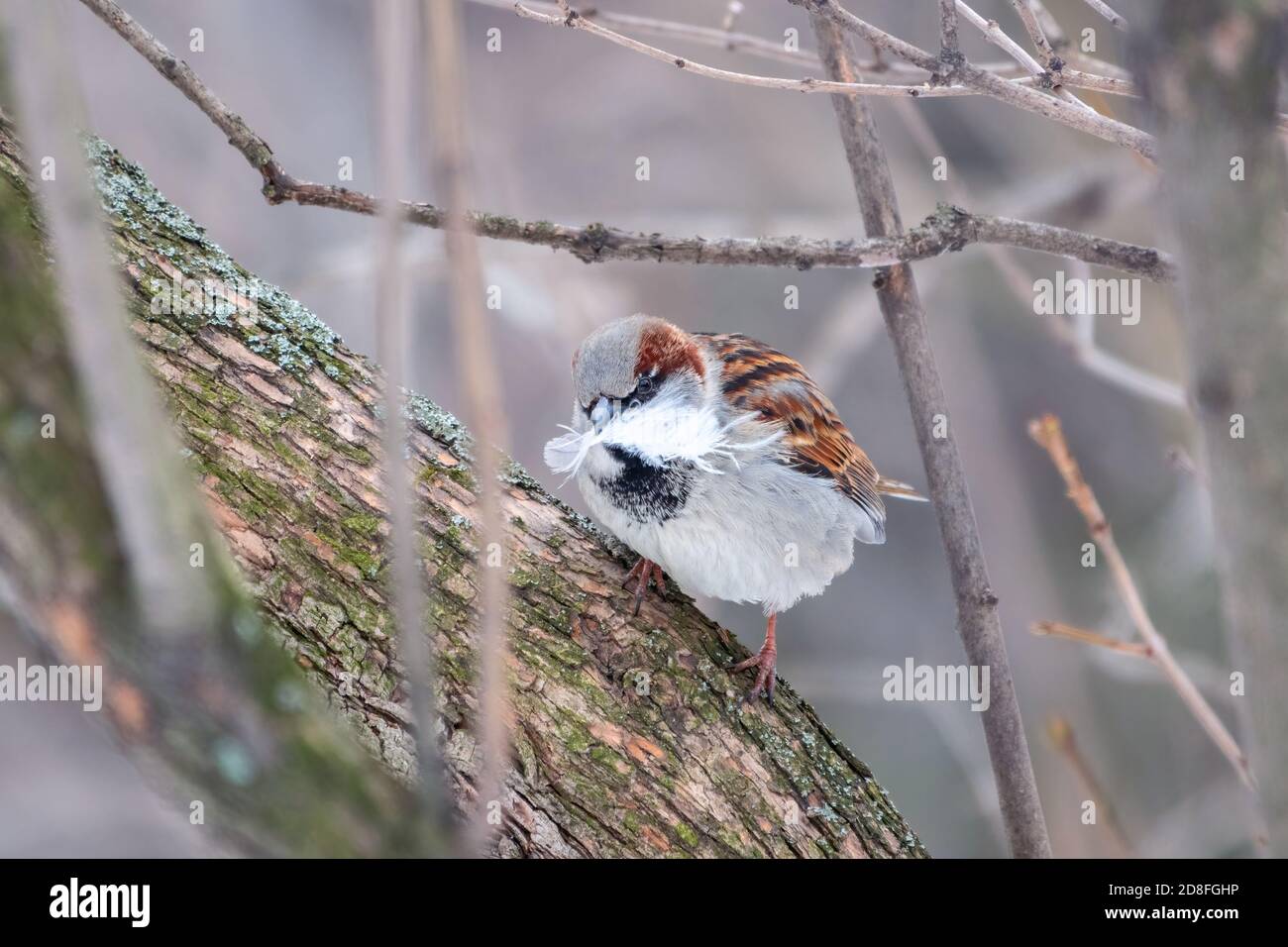The house sparrow, Passer domesticus, sitting on a branch without ...