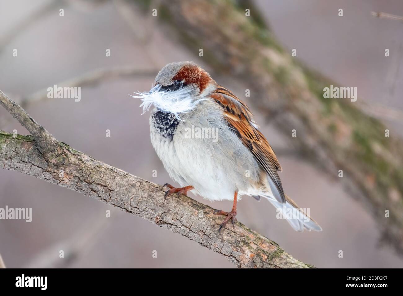 The house sparrow, Passer domesticus, sitting on a branch without ...