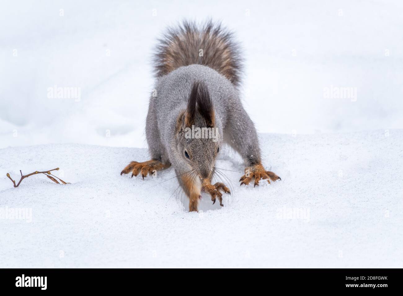Squirrel hides nuts in the white snow. Eurasian red squirrel, Sciurus ...