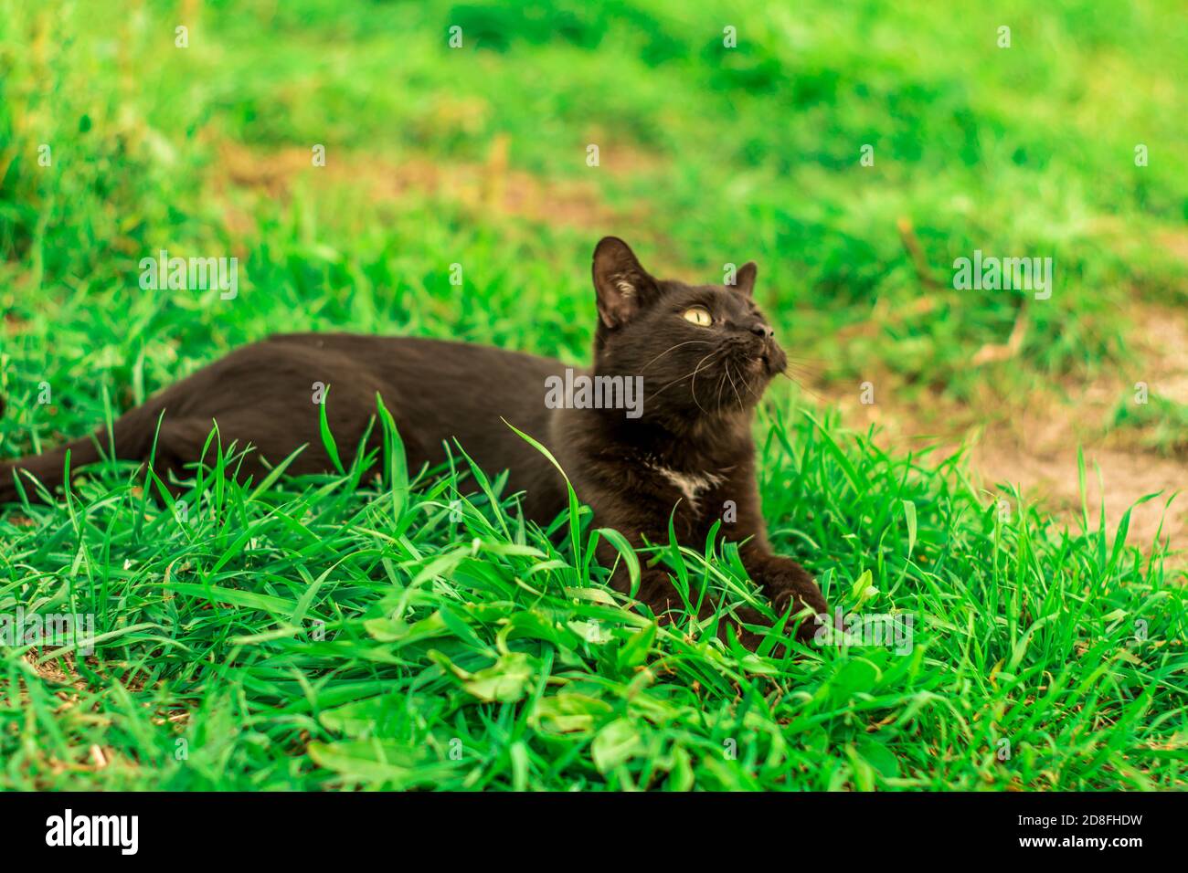 Close up shot of a black grumpy cat laying on a green grass on a hot ...