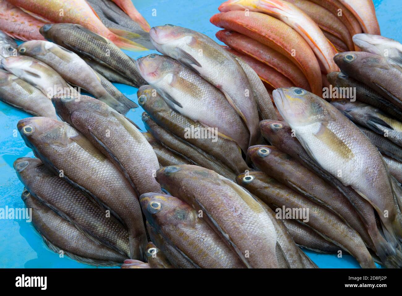 Fish Market on Tarqui Beach, City of Manta, Ecuador,South America Stock ...