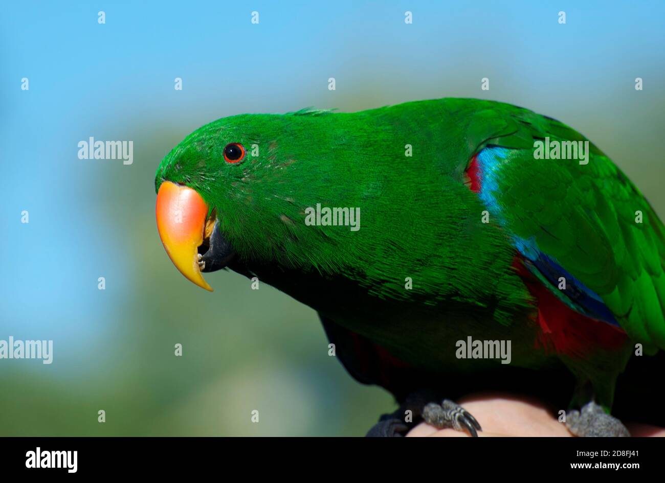 Male parrot mate hi-res stock photography and images - Alamy