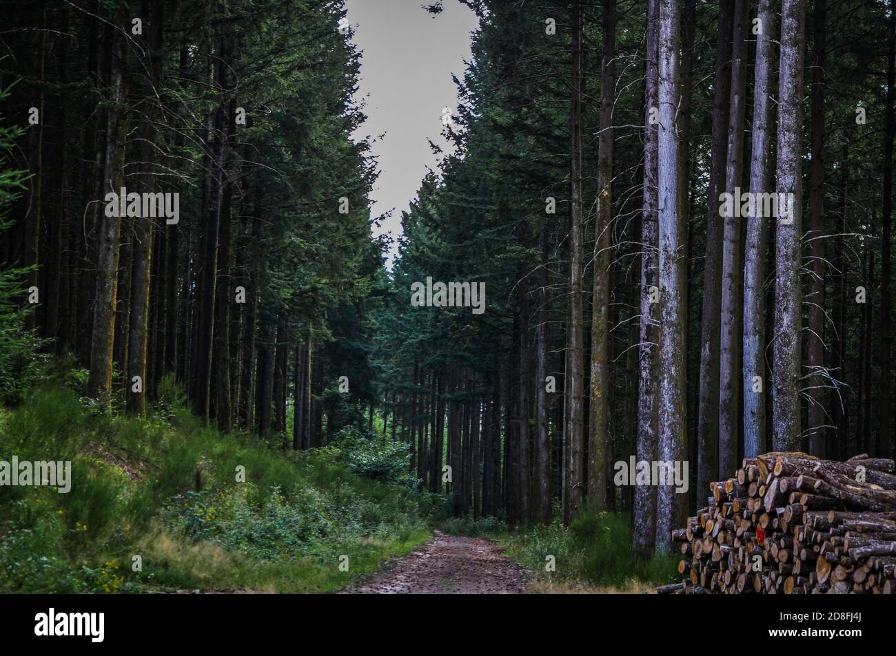 Pathway surrounded by the trees in the forest Stock Photo - Alamy