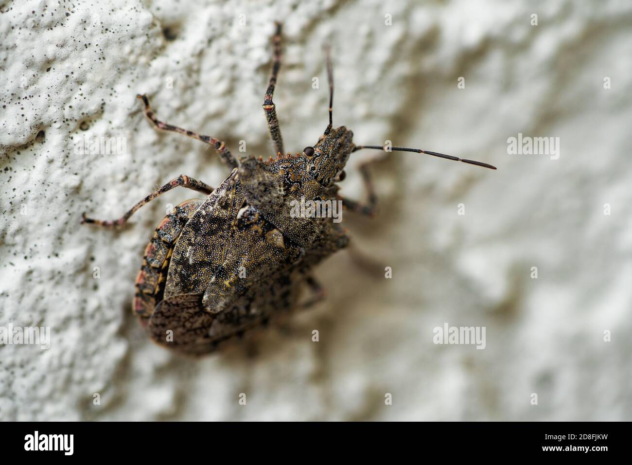 Closeup shot of stink bug on a concrete surface Stock Photo - Alamy