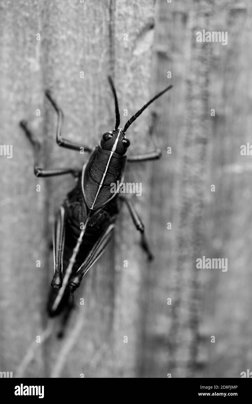 Black grasshopper Black and White Stock Photos & Images - Alamy