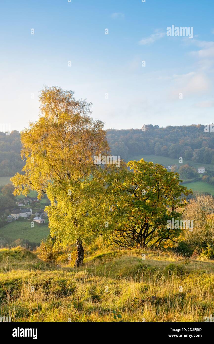 Silver oak trees hi-res stock photography and images - Alamy