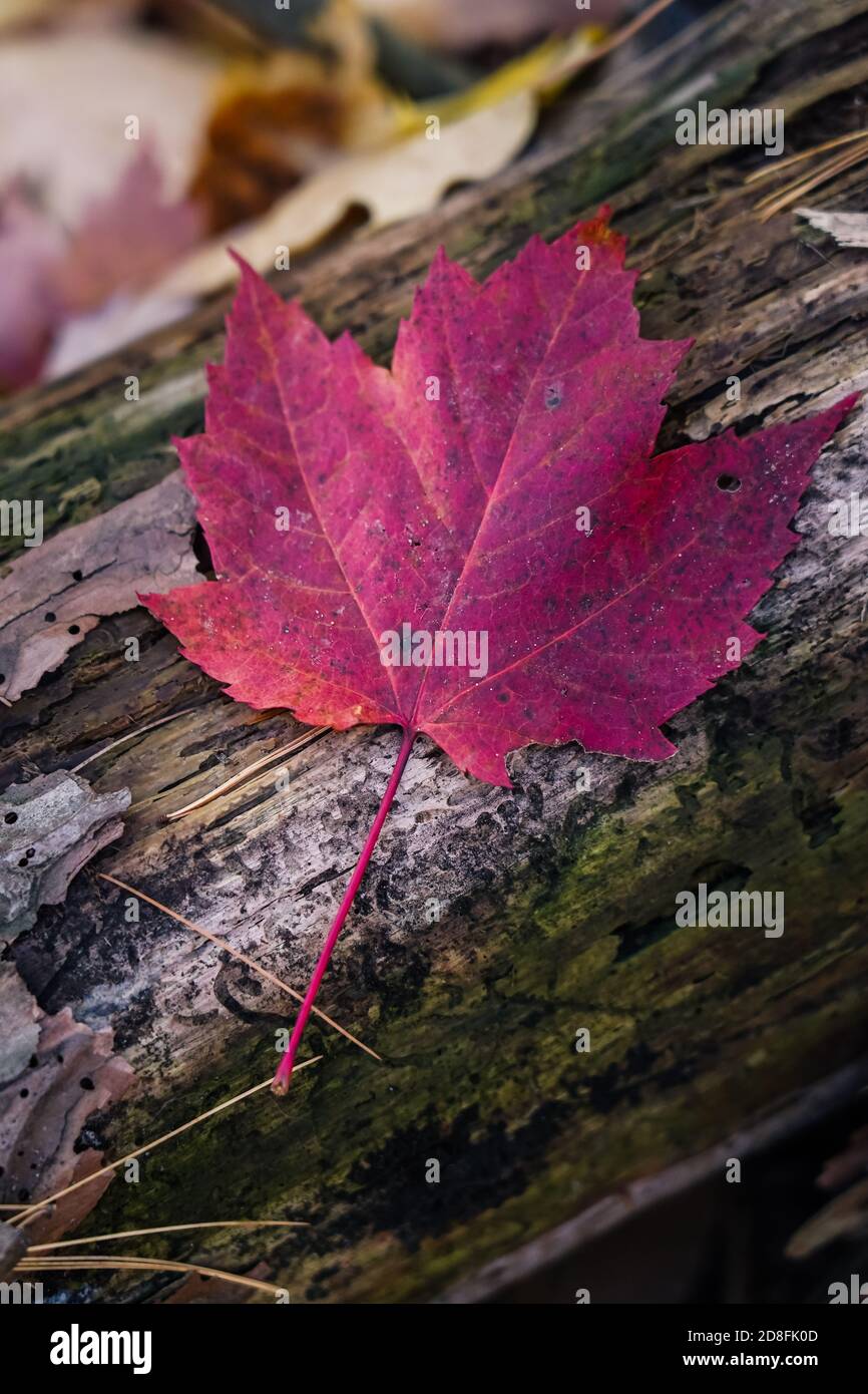 red maple leaf canadian plant Stock Photo - Alamy