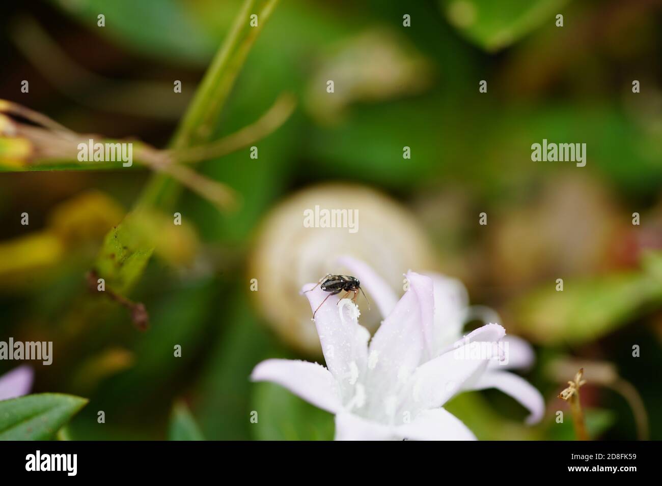 Selective focus shot of an insect on a white flower against a green ...