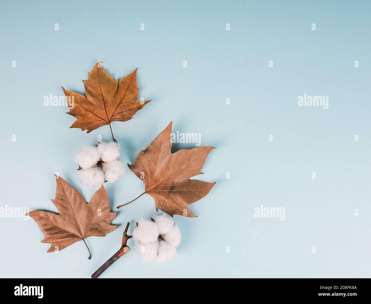 Cotton with leaves isolated on white background hi-res stock ...