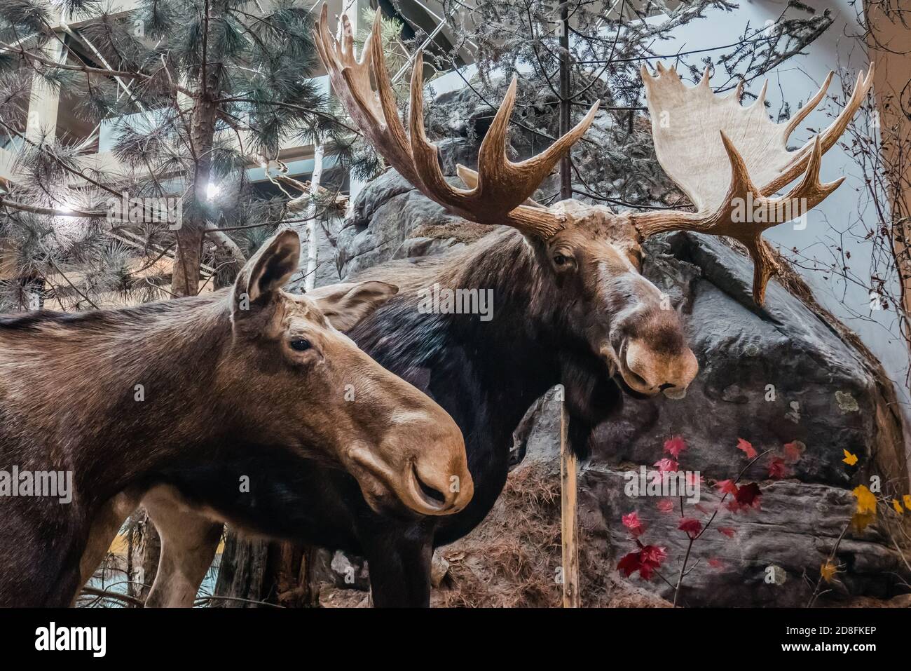 Moose Size Comparison