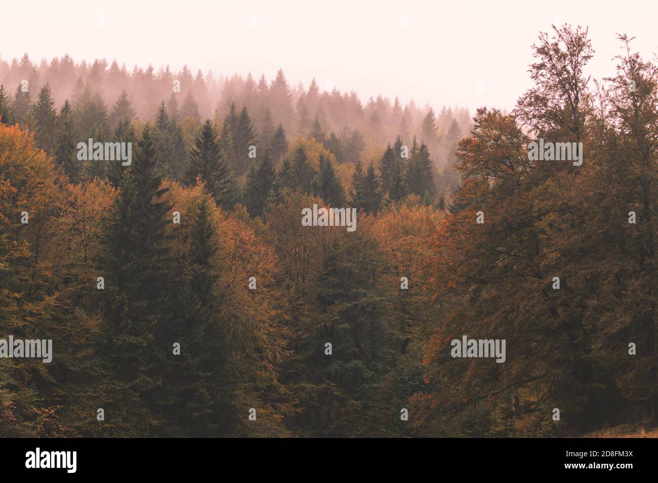 Landscape of pine trees in Thuringian forest Stock Photo - Alamy
