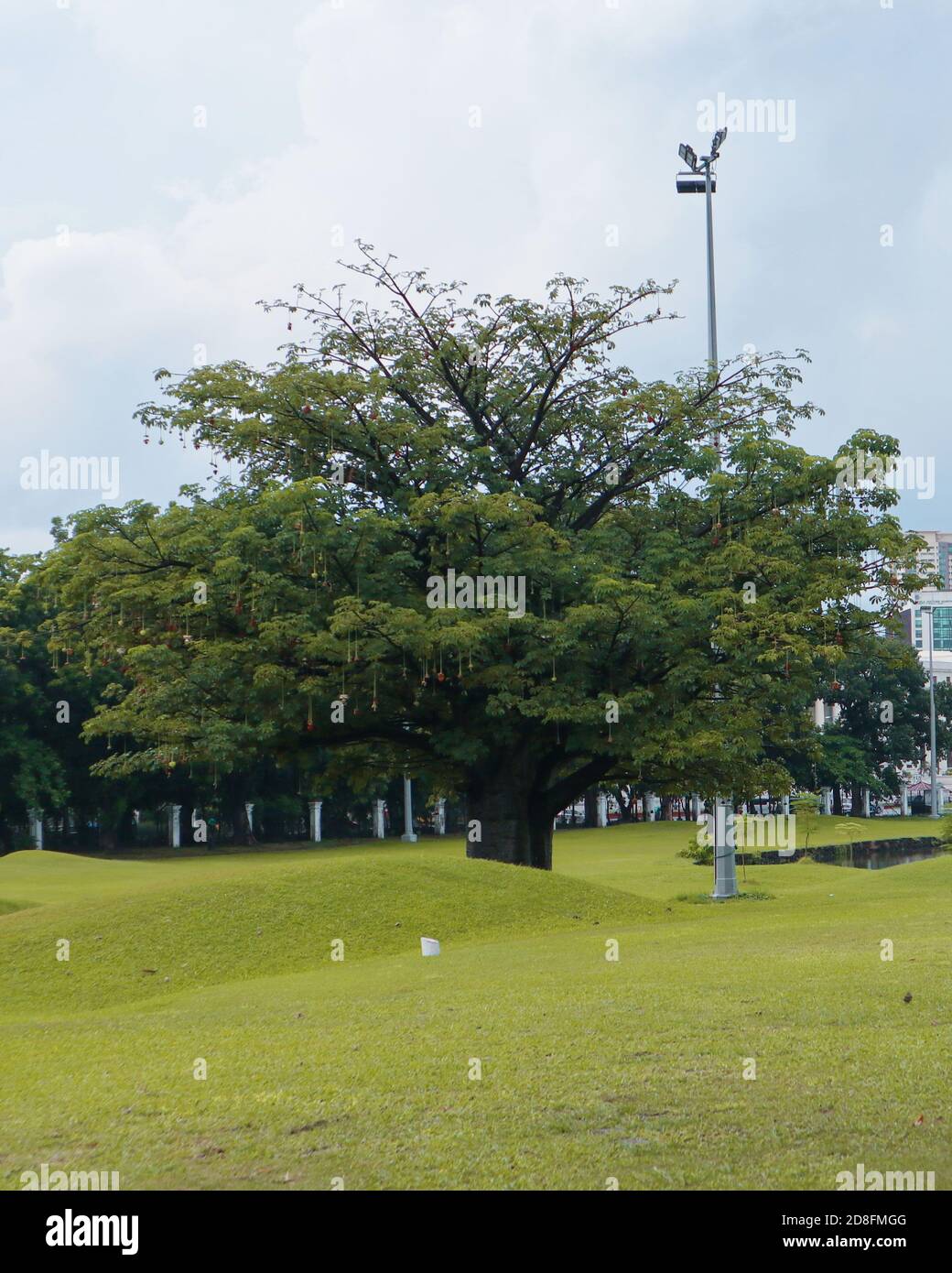 a tree in the park Stock Photo - Alamy