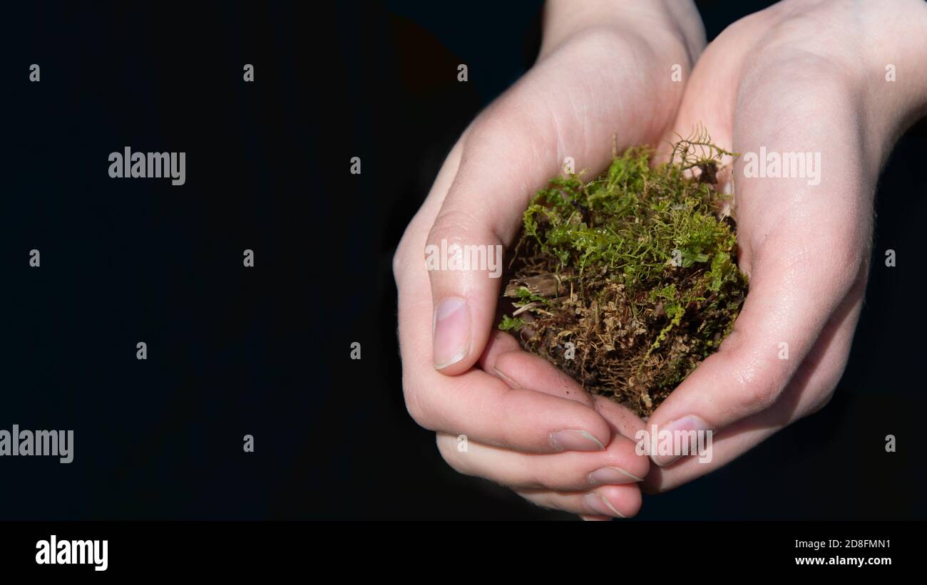 Close-up female hands holding a lump of moss on a dark background ...
