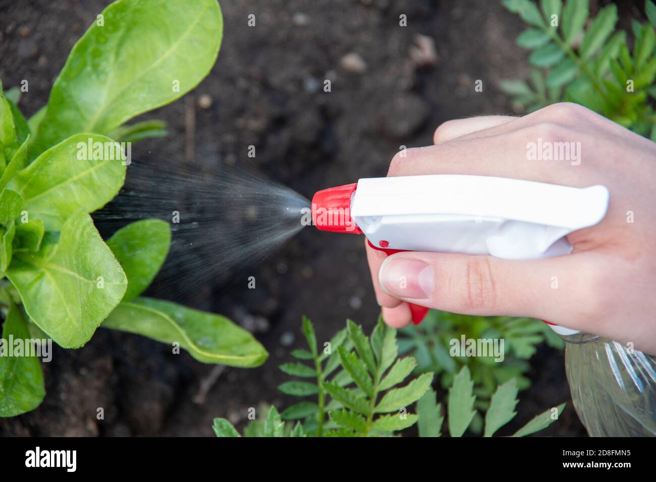 Sprinkling flowers hi-res stock photography and images - Alamy
