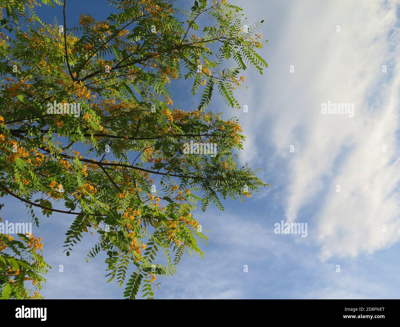 Yellow flowers on large acacia tree near Alora Andalucia Stock Photo ...