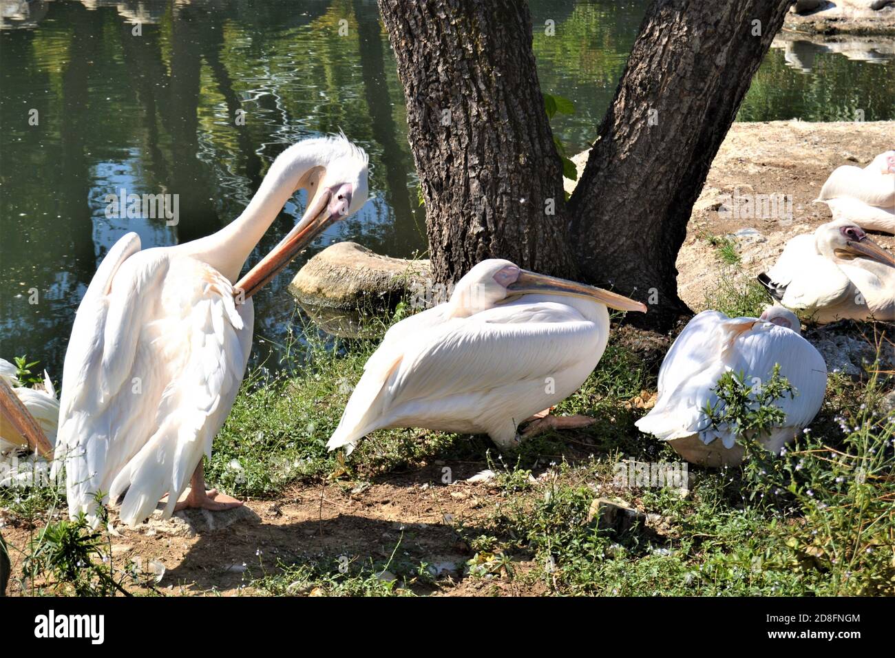 Wild birds in the Zoo.. Pelicans rest on rocks in sunny day. Bursa ...