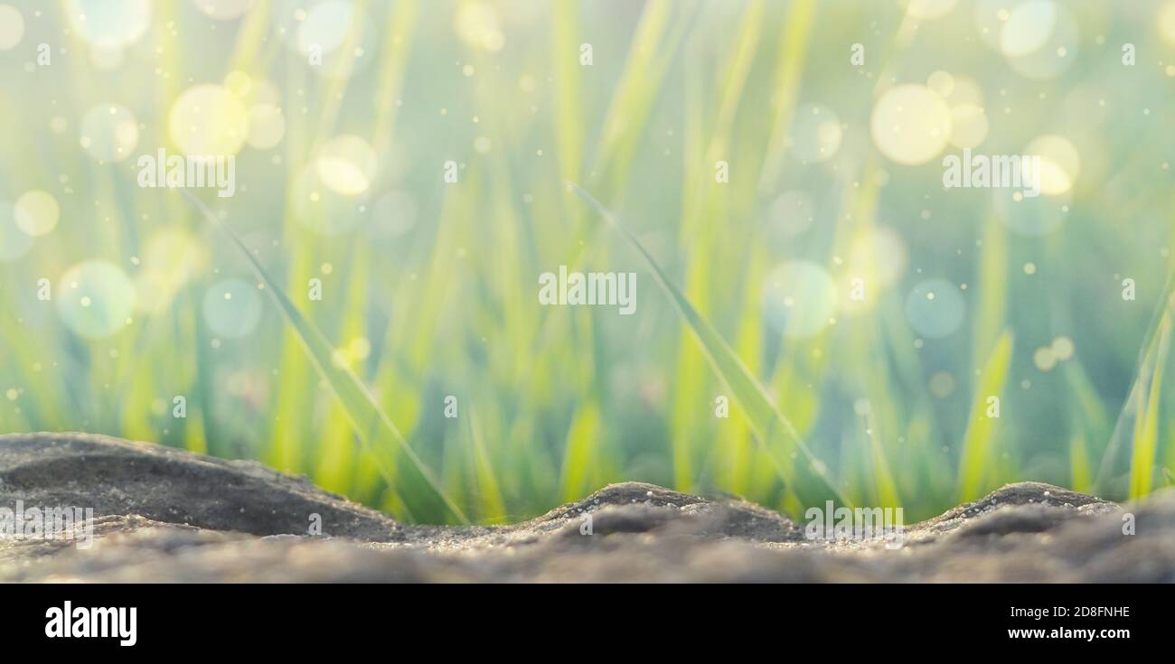 A natural spring garden background banner of fresh green grass with a ...