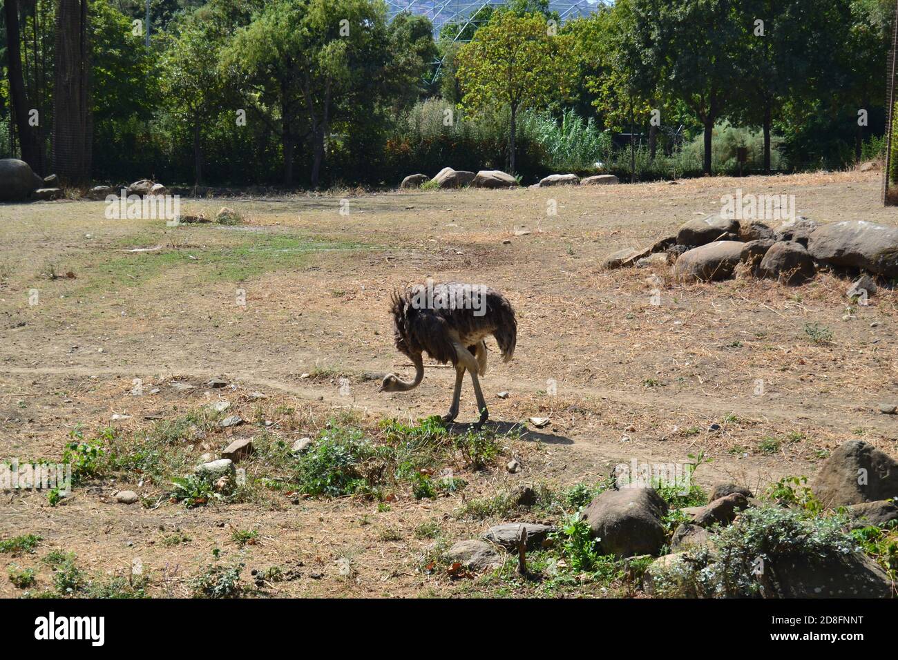 Ostriches in sunny days at Bursa Zoo. Turkey Ostriches walking in its ...
