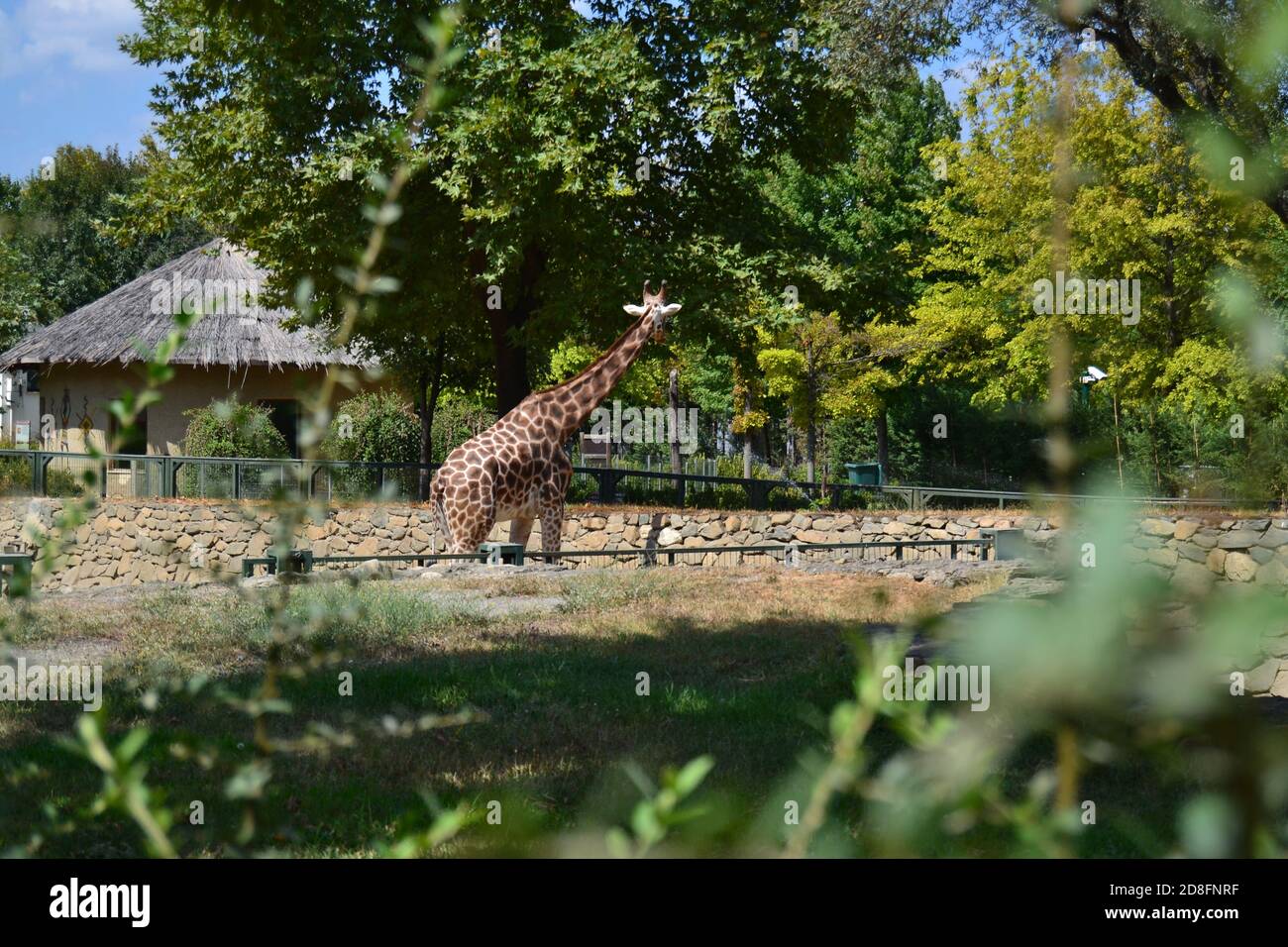 Giraffas in Bursa Zoo during sunny days. Turkey Stock Photo - Alamy