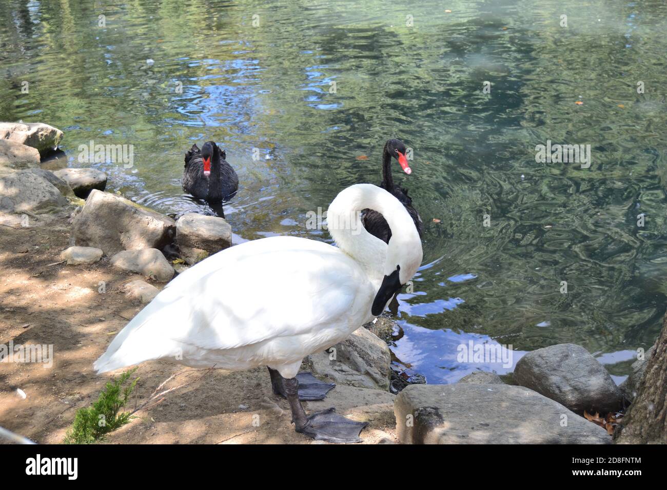 Lake body of tree and duck. Growing and white ducks in a small lake ...