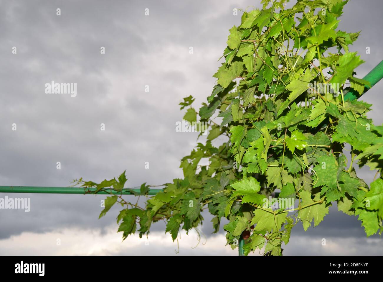 Green grapevine leaves with closed day and cloudy background Stock ...