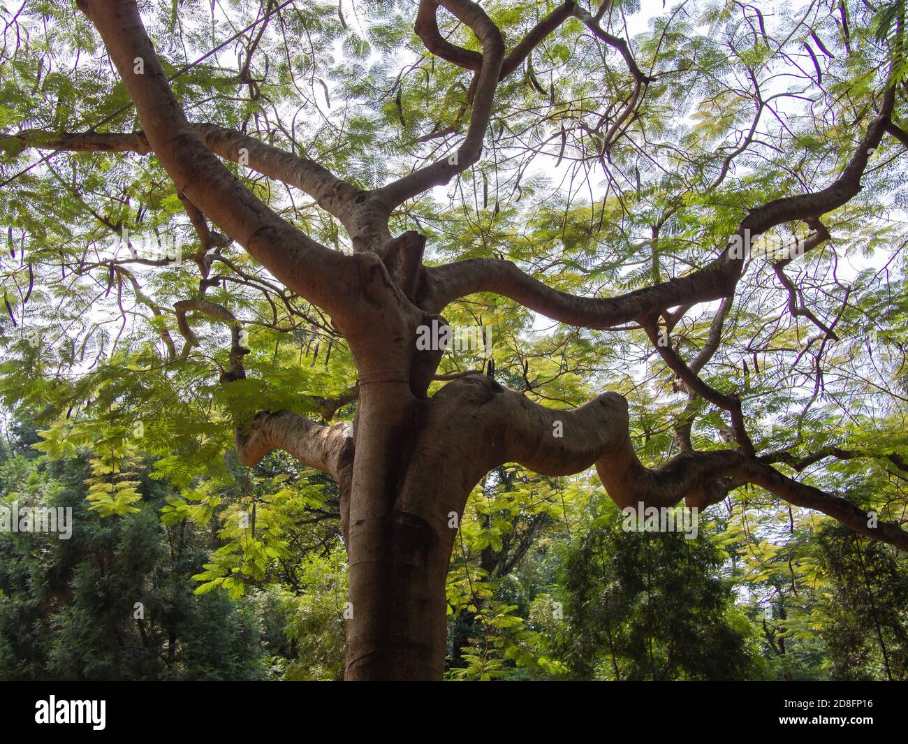 An old cypress tree with long branches Stock Photo - Alamy