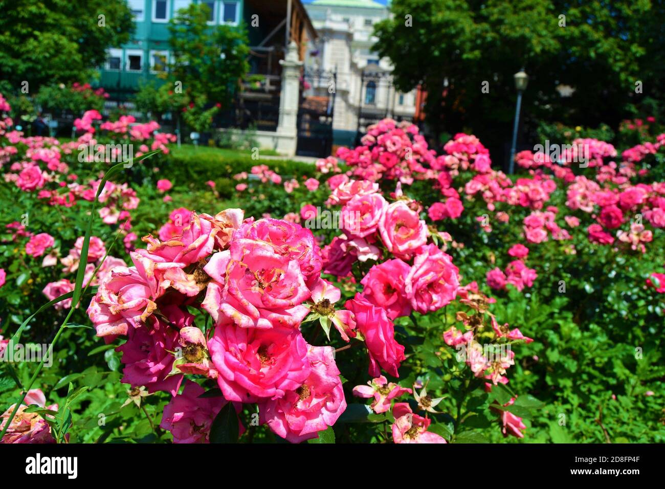 Beautiful and fresh flowers in Vienna Parks Stock Photo - Alamy