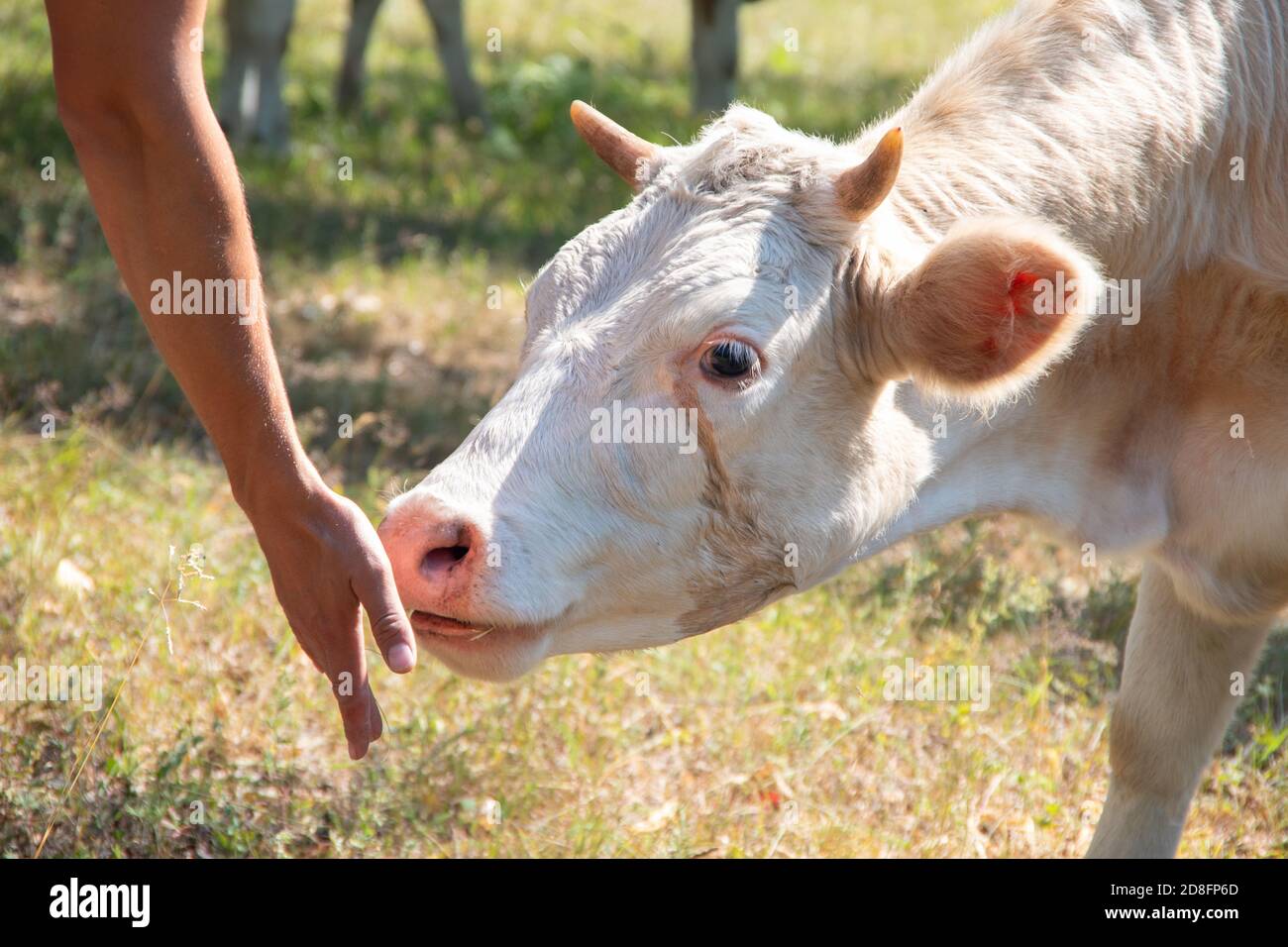 Human cow hi-res stock photography and images - Alamy