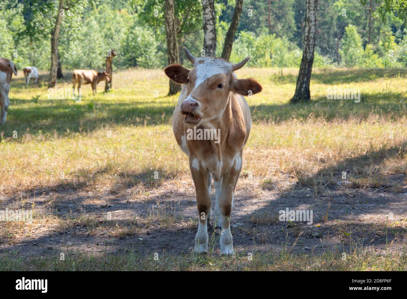 Selective breeding cattle hi-res stock photography and images - Alamy