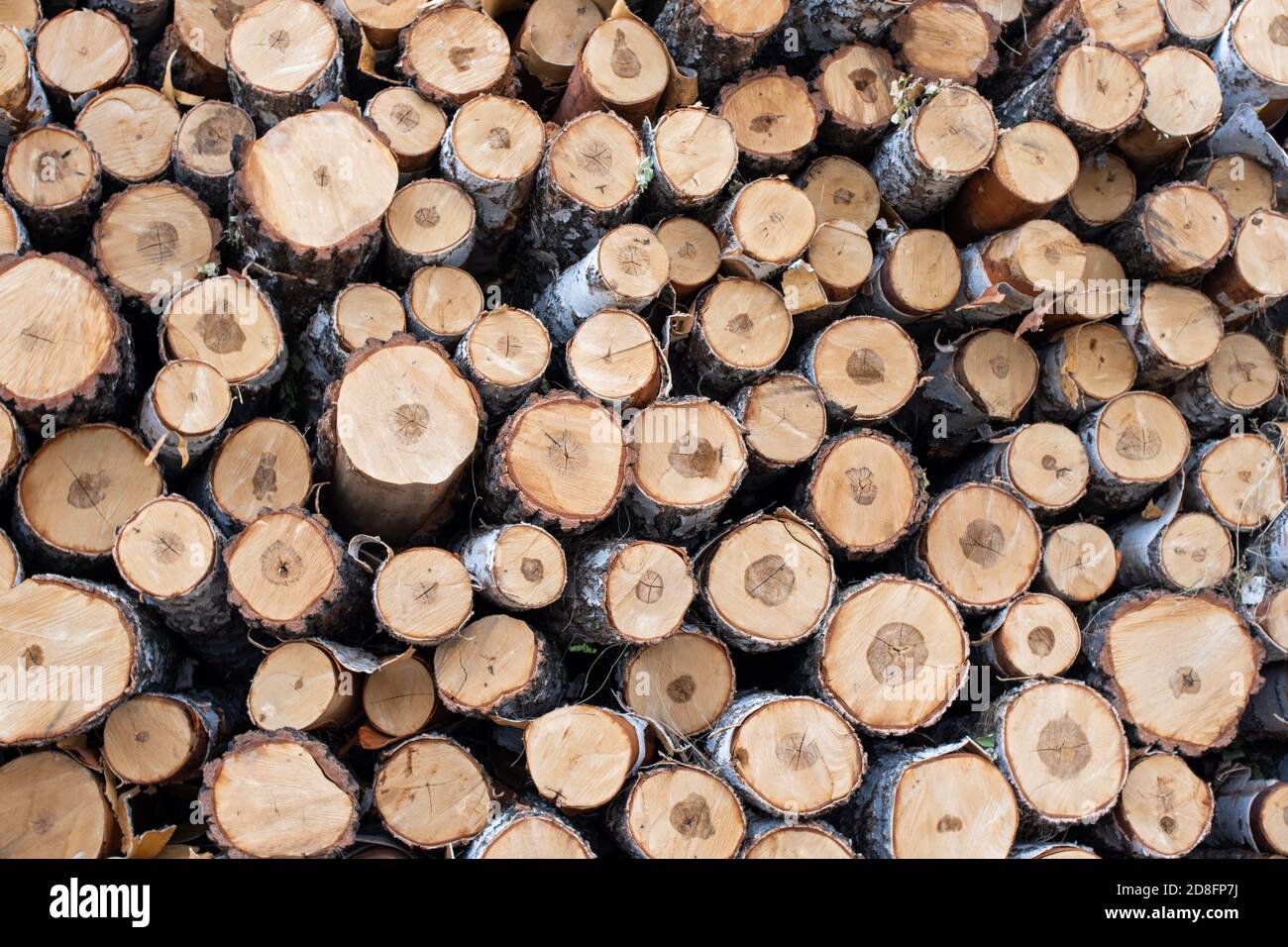 Dry felled logs are stacked on top of each other. Felled trees in a ...