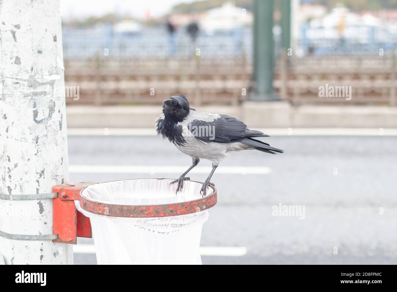 Crow raven feeder hi-res stock photography and images - Alamy