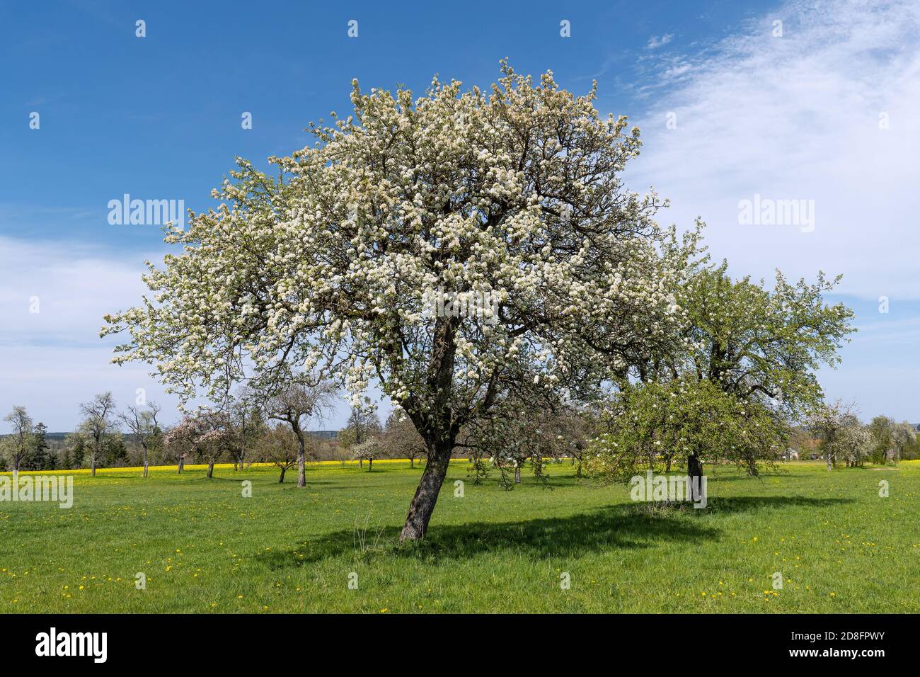 Large old flowering pear tree on a meadow Stock Photo - Alamy