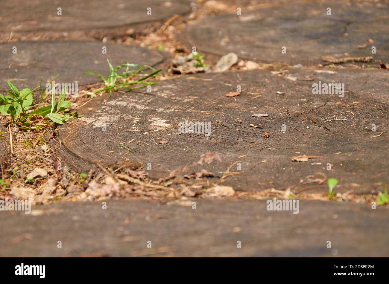 Background design trees hi-res stock photography and images - Alamy