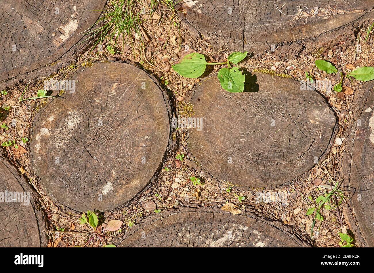Background design trees hi-res stock photography and images - Alamy