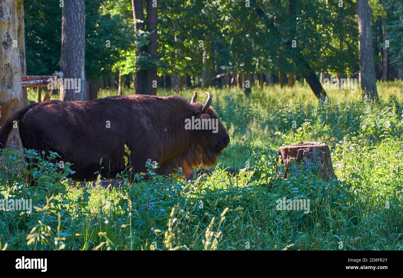 European tree of the year 2021 hi-res stock photography and images - Alamy