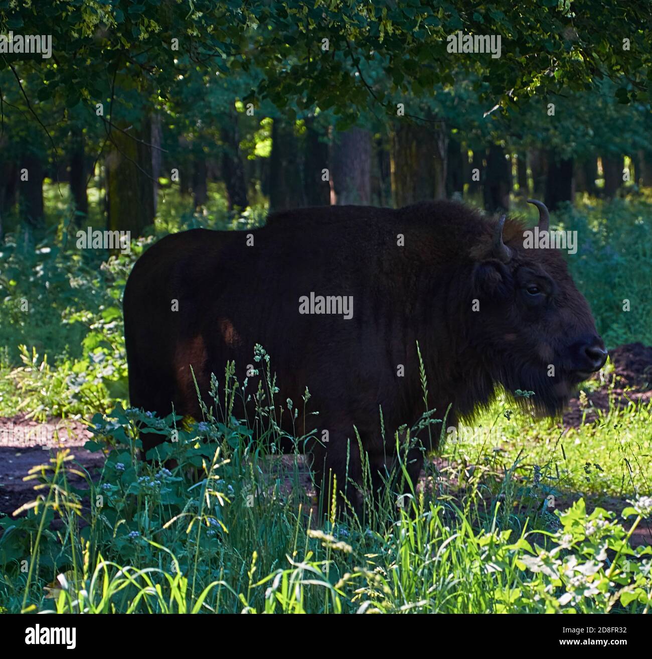 European tree of the year 2021 hi-res stock photography and images - Alamy