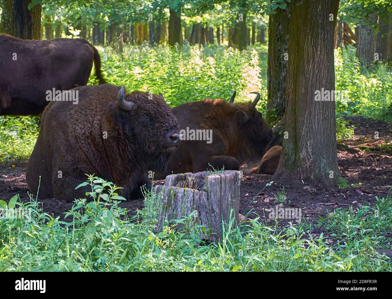 Bison hunting hi-res stock photography and images - Alamy