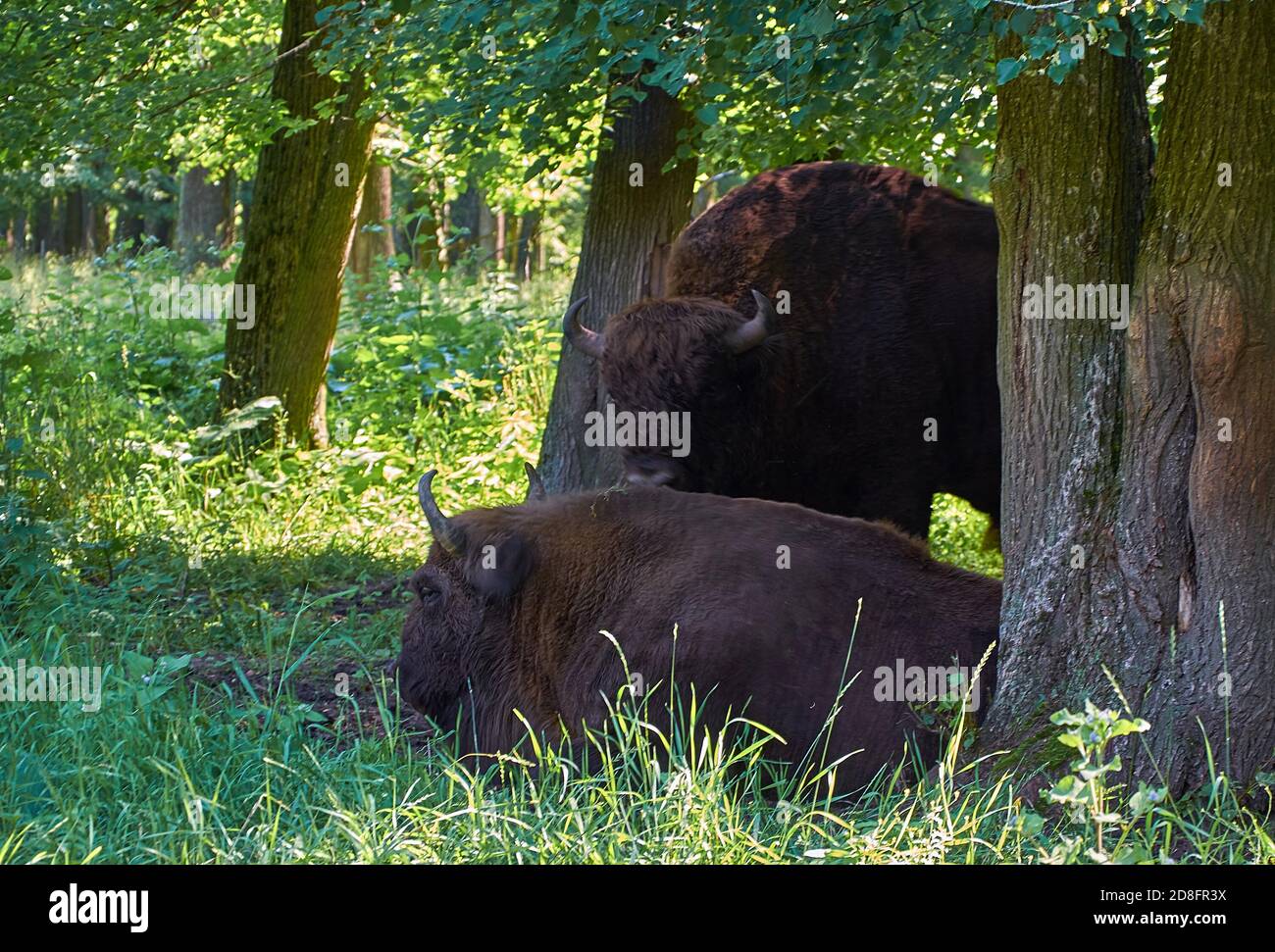 Female bison summer hi-res stock photography and images - Alamy