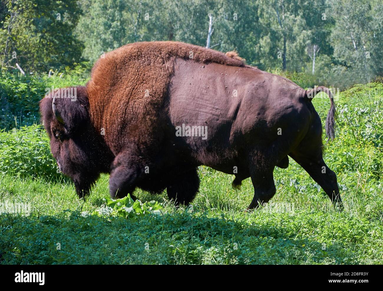 A male American bison stands in a clearing. Close up Stock Photo - Alamy