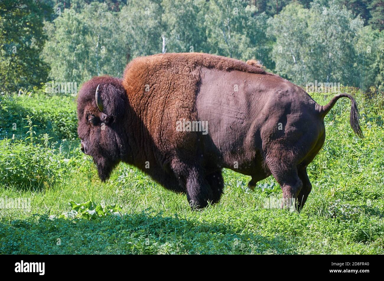 A male American bison stands in a clearing. Close up Stock Photo - Alamy