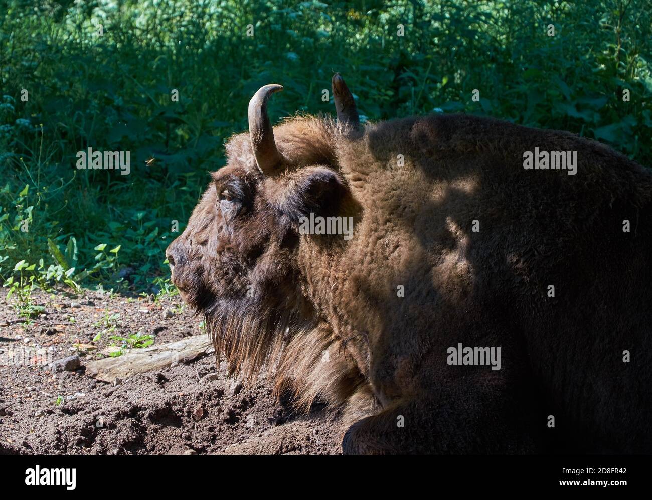 The European bison lies under a tree in the forest in summer. Close up ...