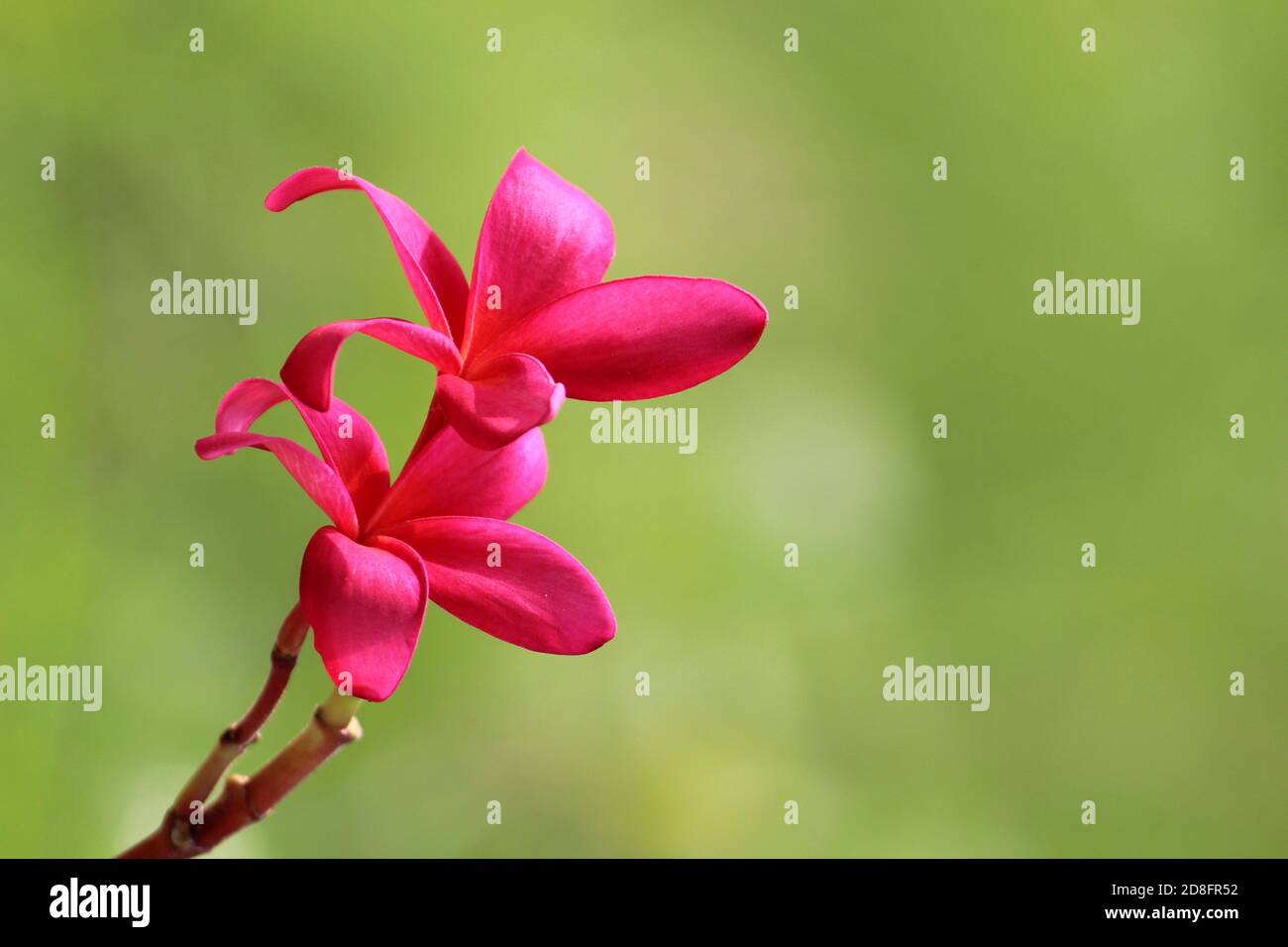 Purple plumeria champa flower in nice blur background Stock Photo - Alamy