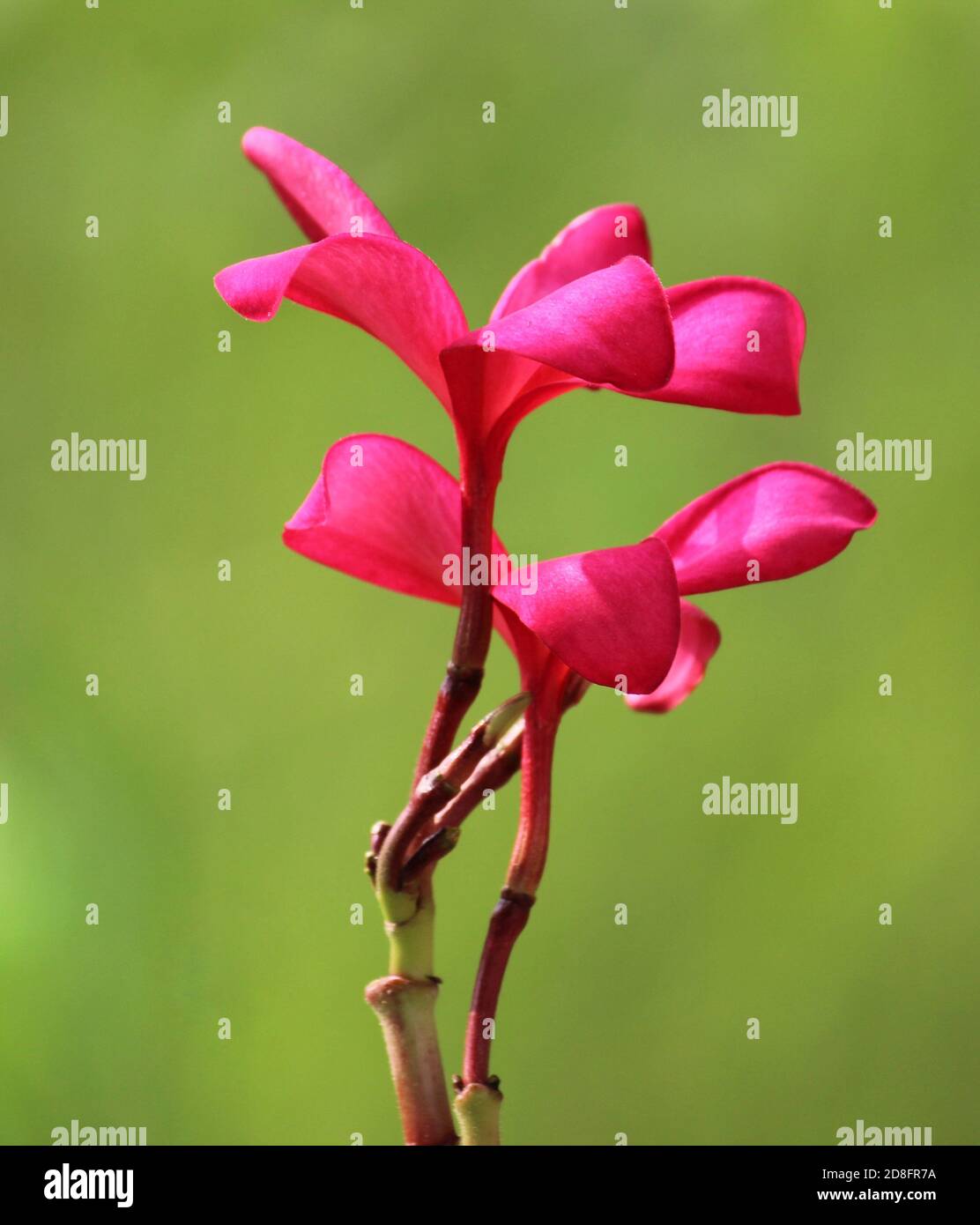 Purple plumeria champa flower in nice blur background Stock Photo - Alamy