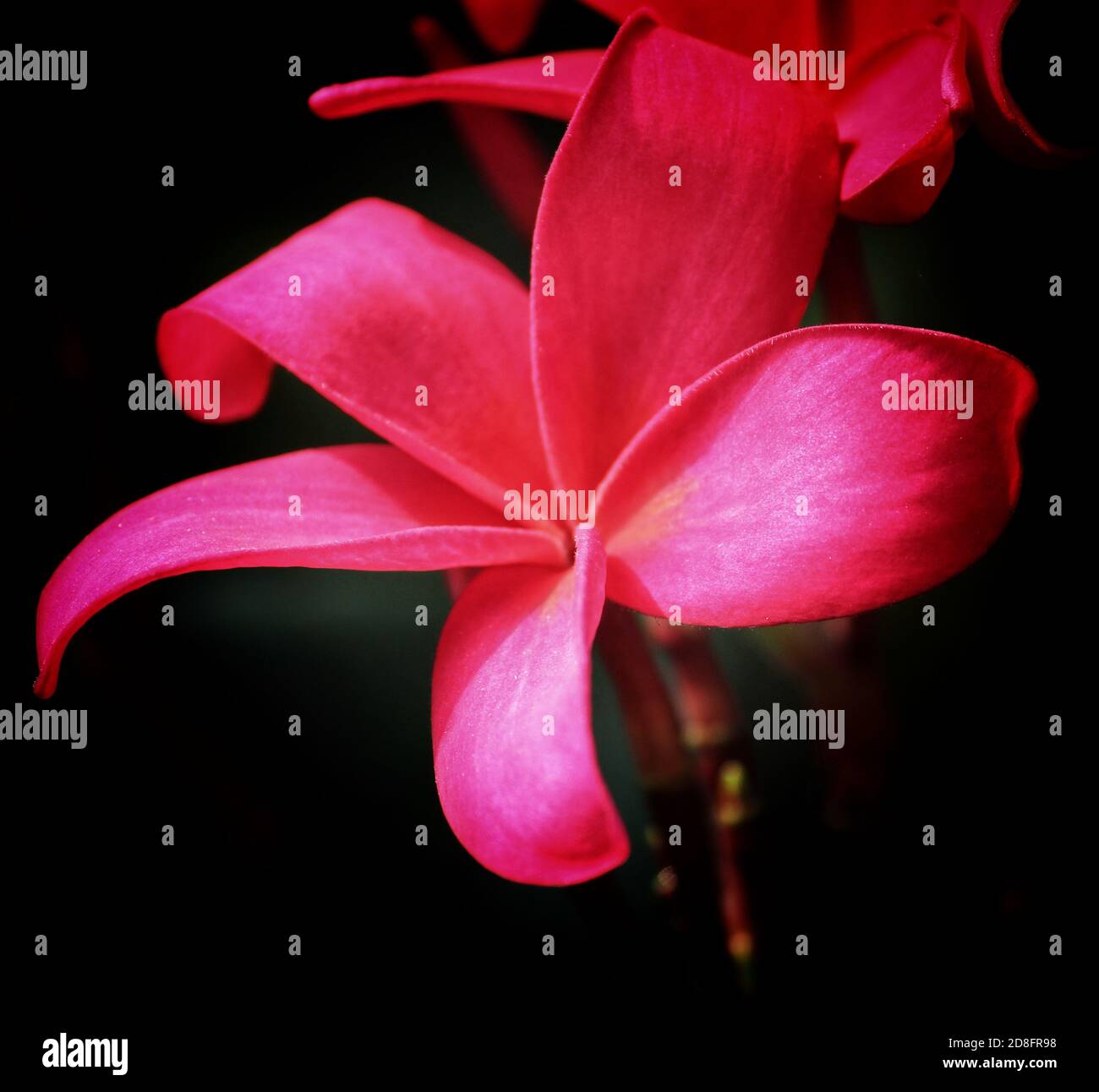 Purple plumeria champa flower in nice blur background Stock Photo - Alamy