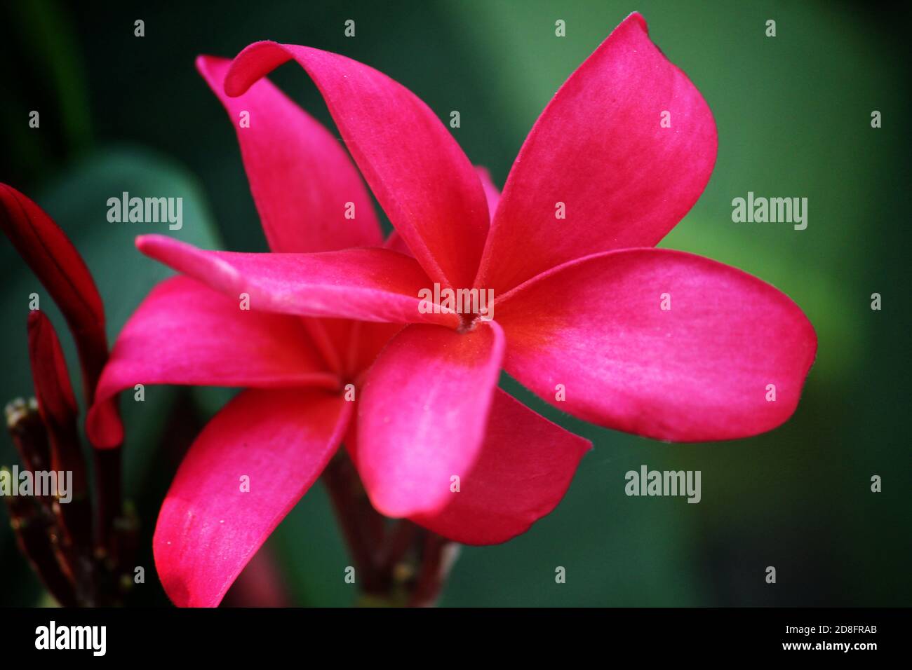 Champa flower hi-res stock photography and images - Alamy