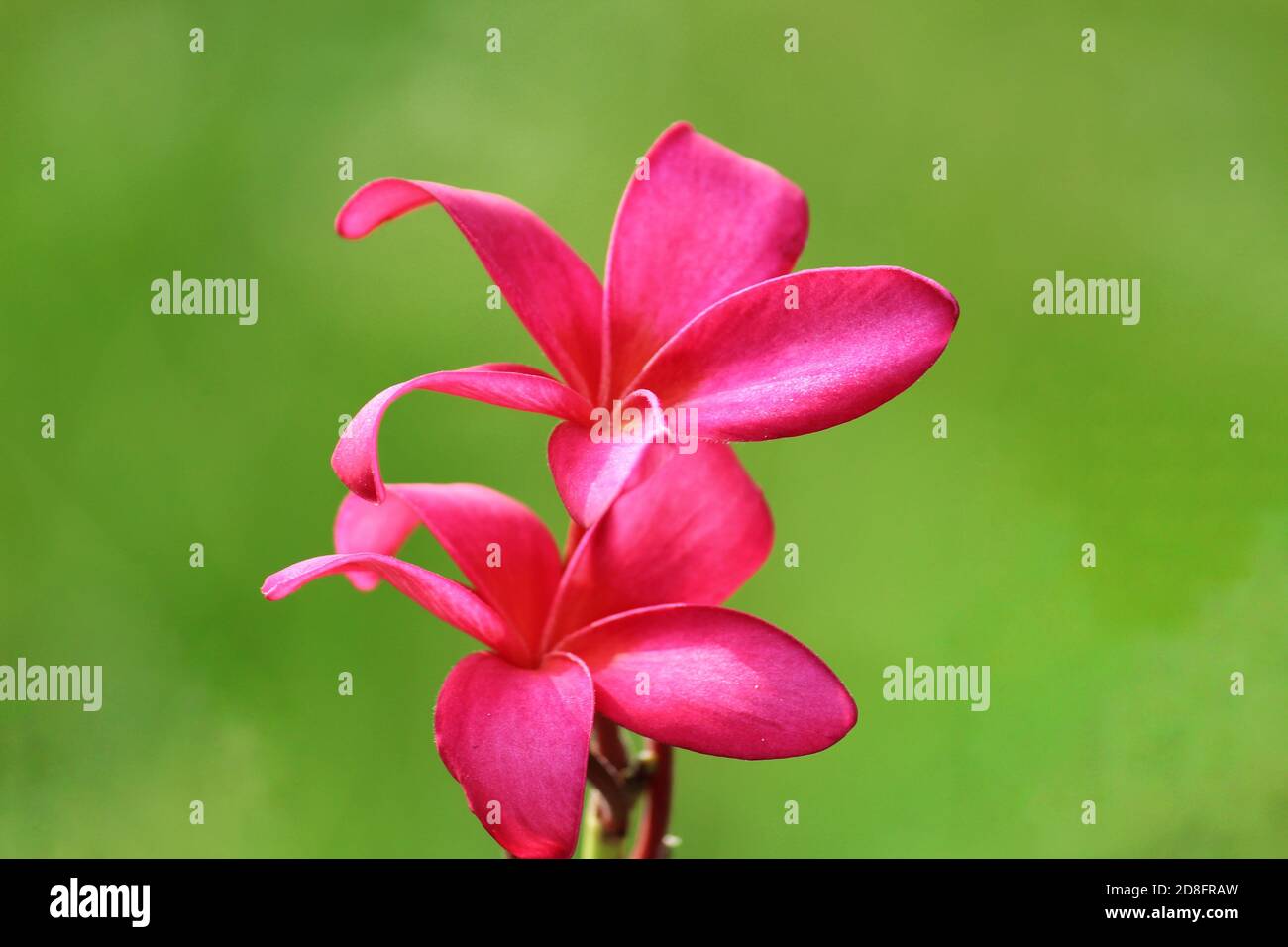 Purple plumeria champa flower in nice blur background Stock Photo - Alamy