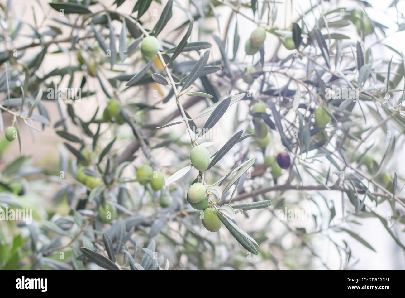 Olive tree branch hi-res stock photography and images - Alamy