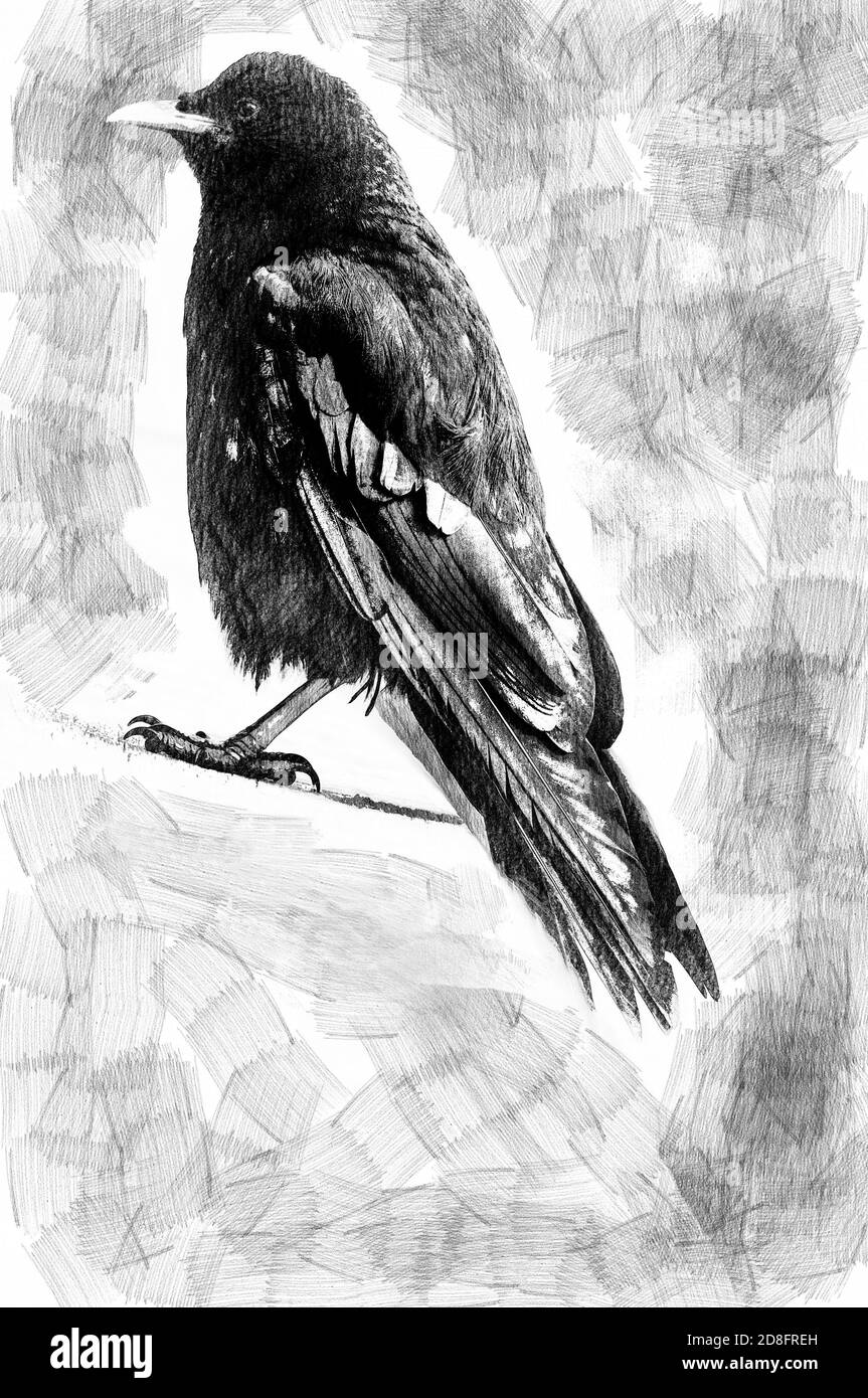 sketch of a black bird, raven with yellow beak Stock Photo - Alamy