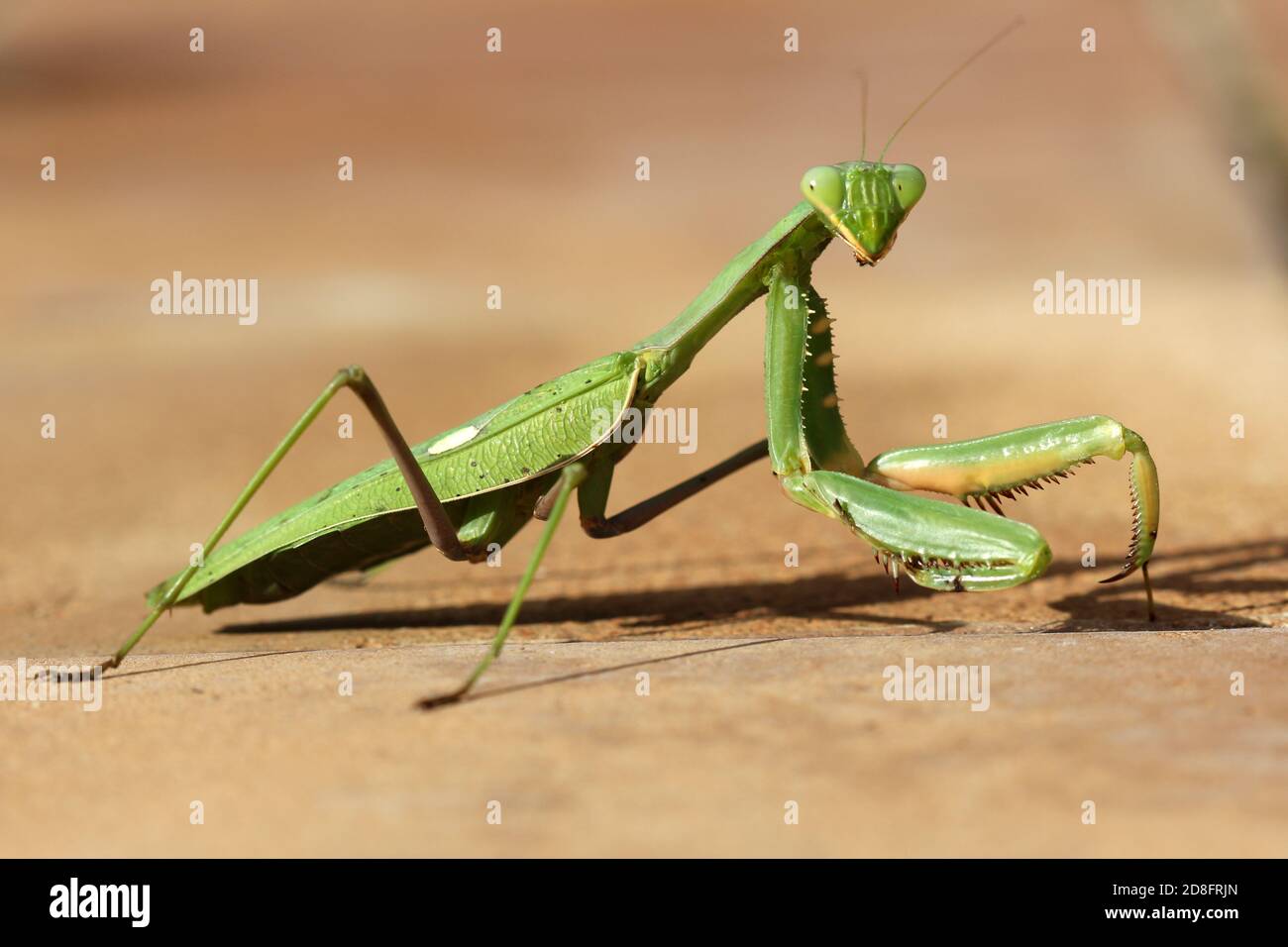 Mantina hi-res stock photography and images - Alamy